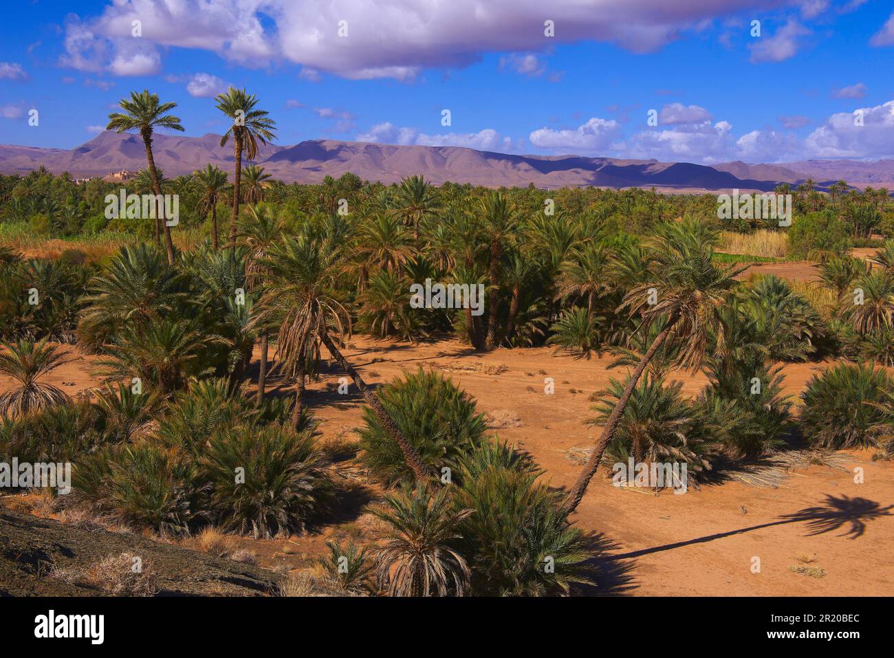 Djebel Kissane, Agdz, palm grove, oasis, Draa Valley, Souss-Massa-Draa ...