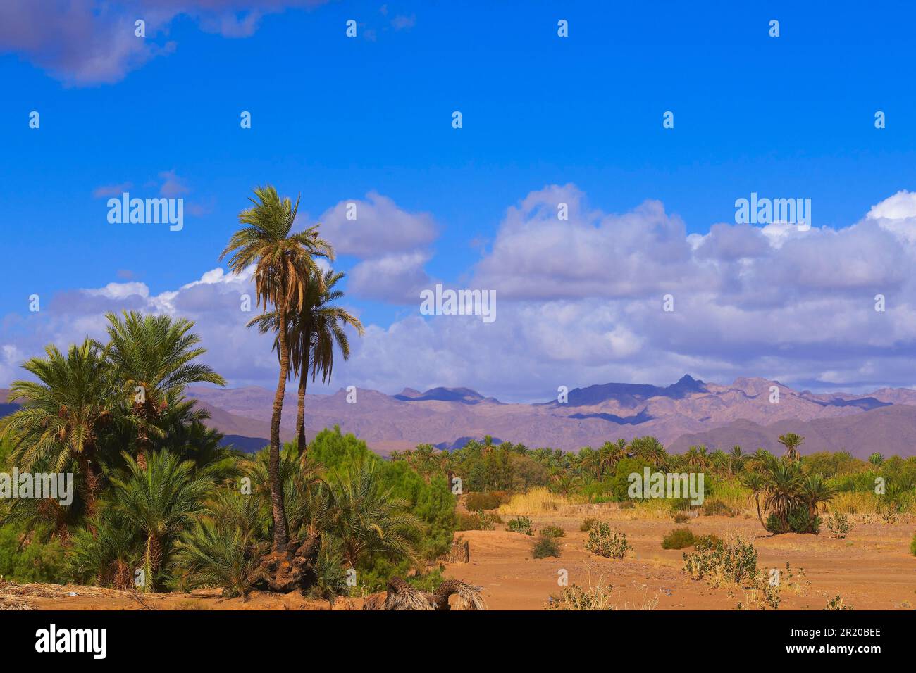 Djebel Kissane, Agdz, palm grove, oasis, Draa Valley, Souss-Massa-Draa ...