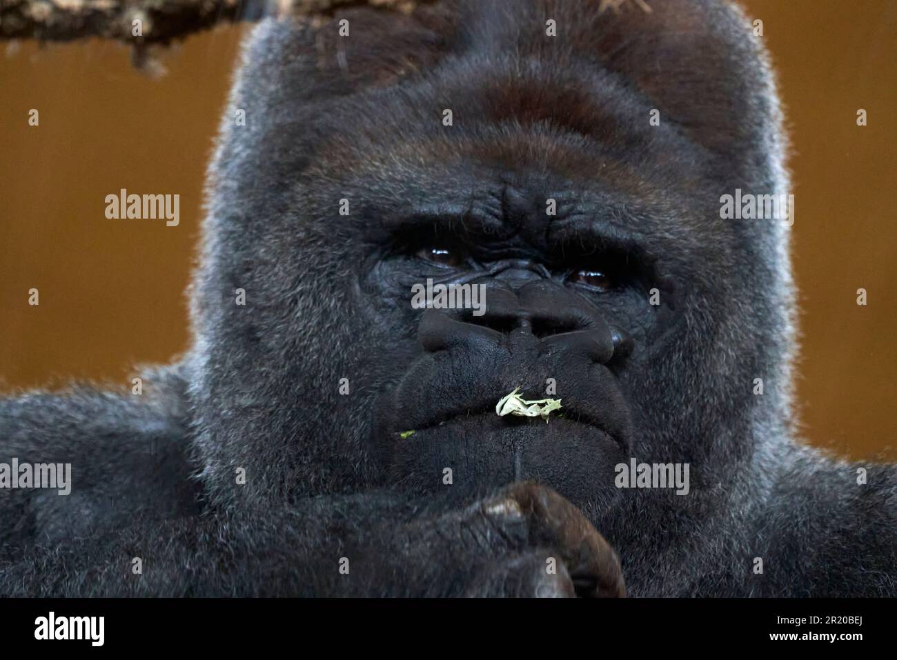 A portrait of a silverback gorilla in a natural habitat in the ...