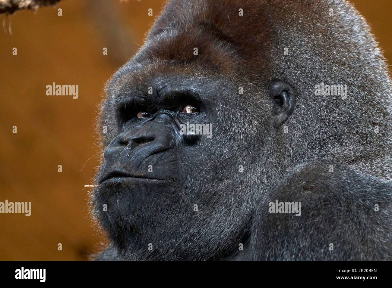 Silverback Mountain Gorilla Strength