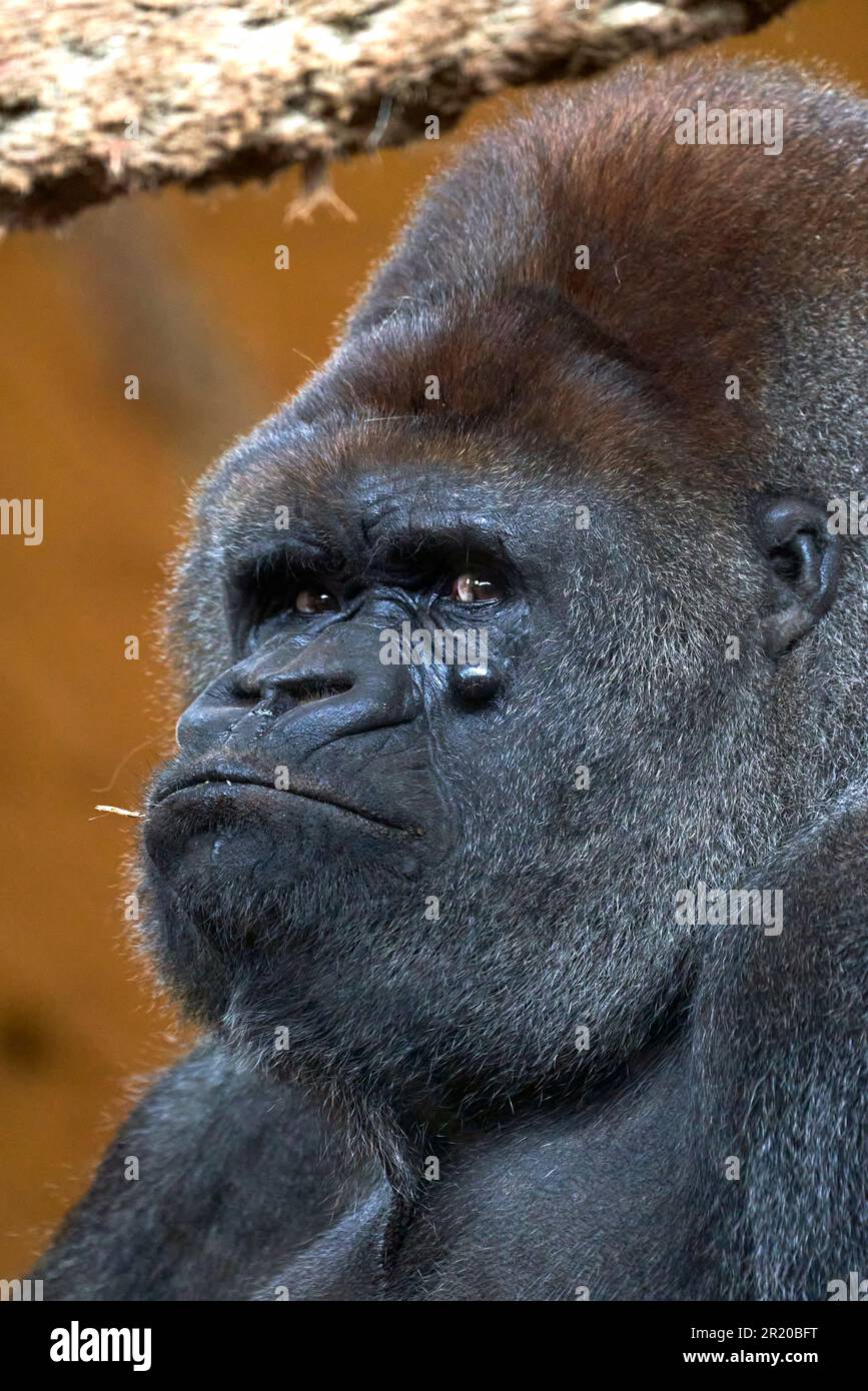 Silverback Gorilla Standing
