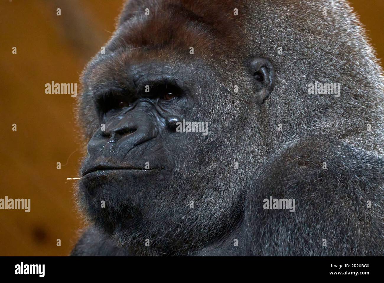 A portrait of a silverback gorilla in a natural habitat in the ...