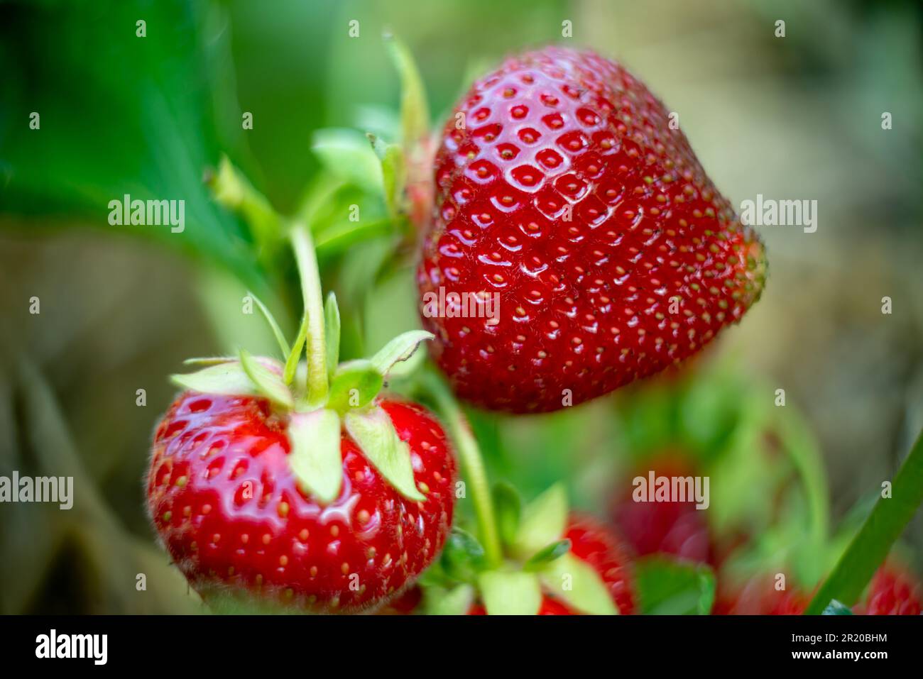 Strawberries growing on bush hi-res stock photography and images - Alamy