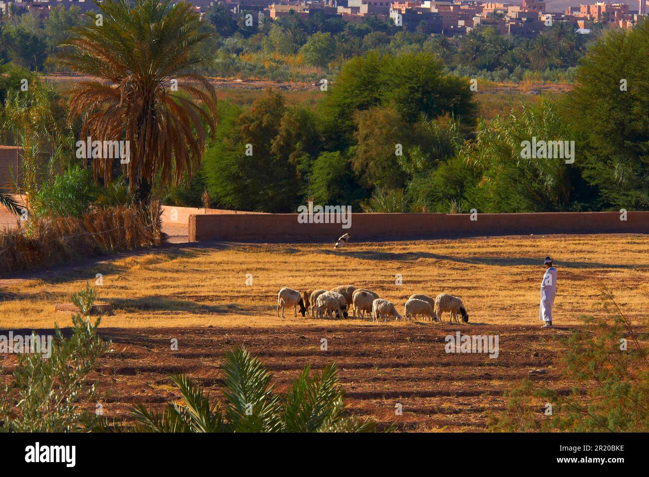 Shepherd at Kasbah Taourirt, Ouarzazate, UNESCO World Heritage Site ...