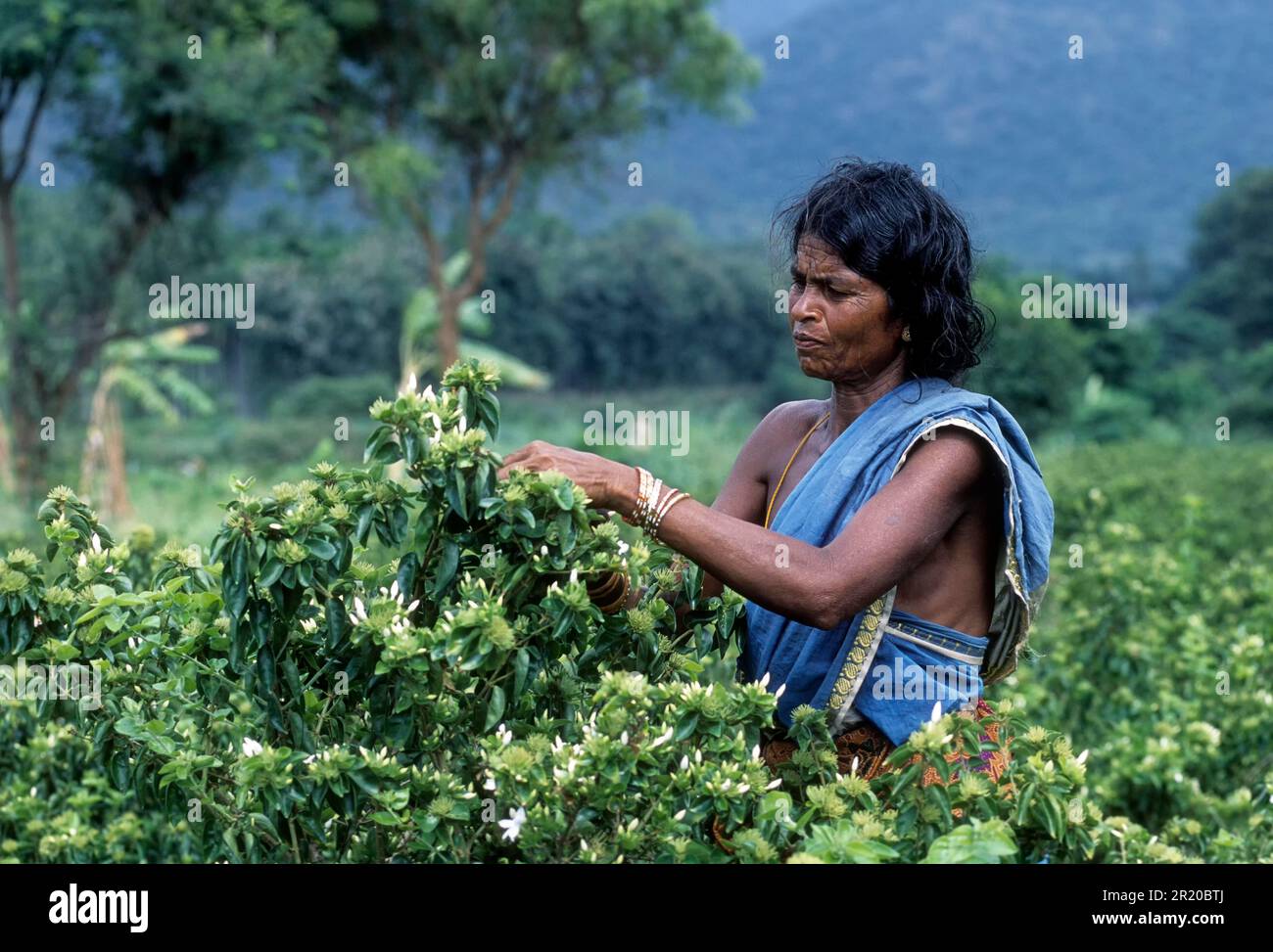 Woman Plucking flower in Anaikatty near Coimbatore, Tamil Nadu, India ...