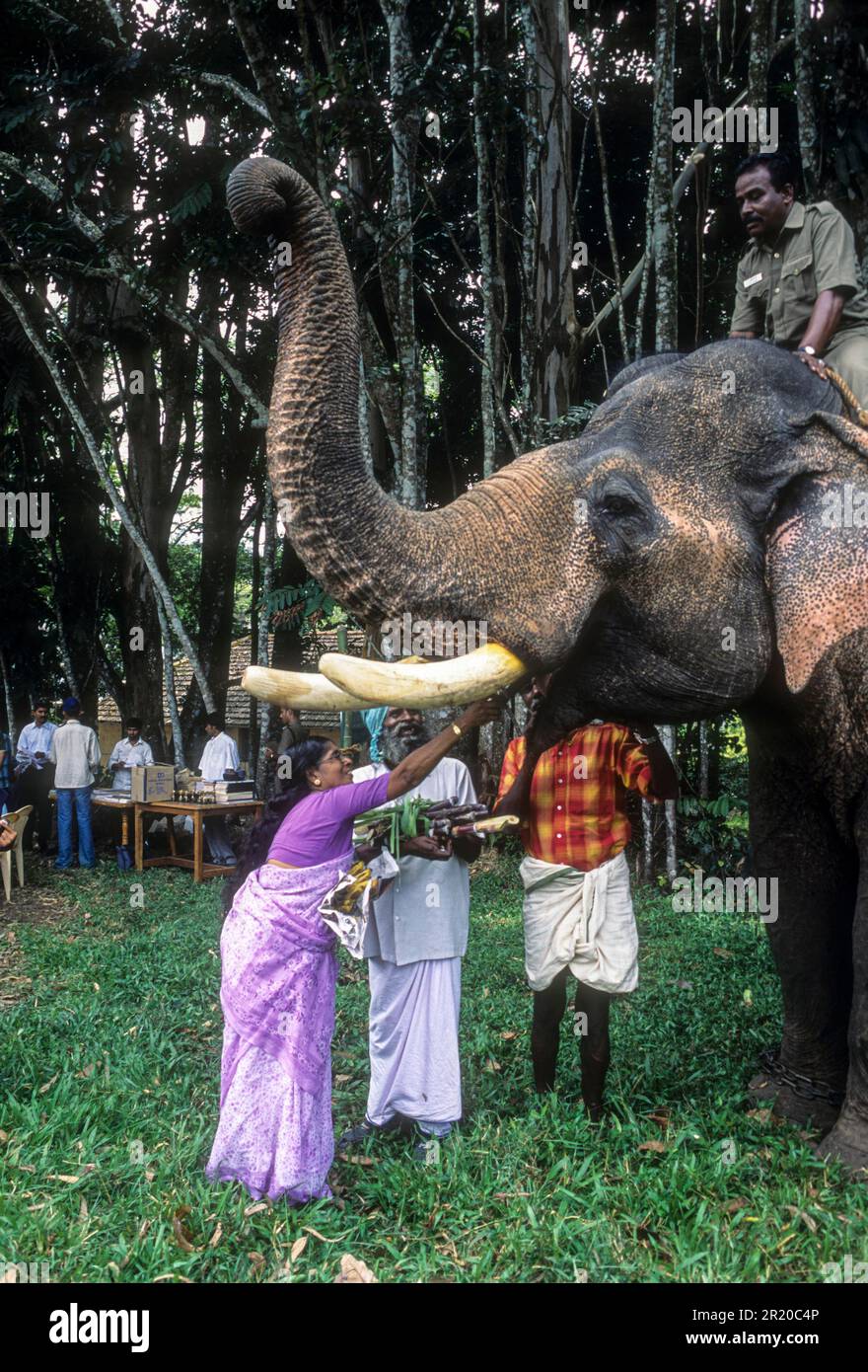 Tourists feeding bananas to the Varagaliyar camp elephant, Elephant day ...
