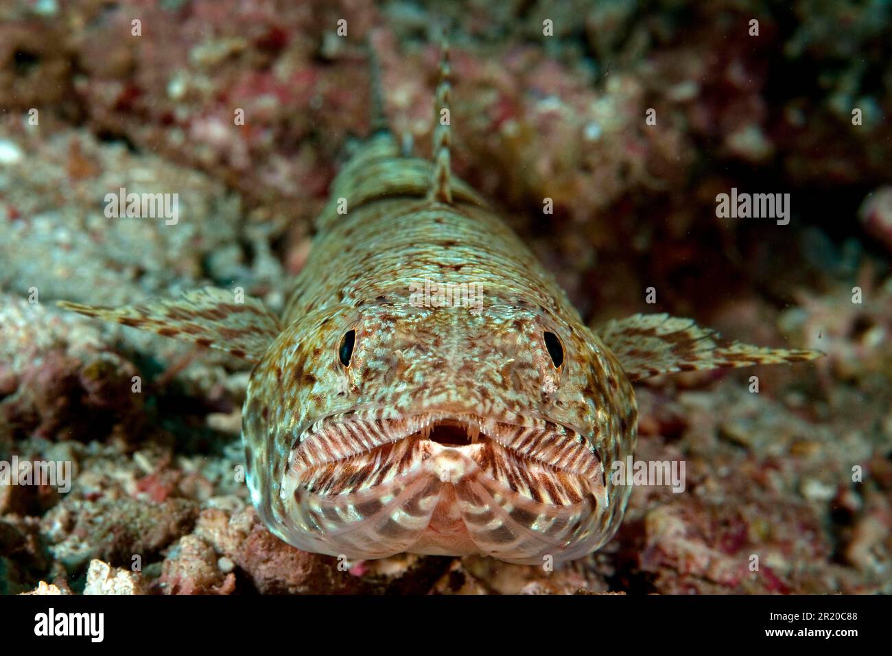 Slender Lizardfish (Saurida gracilis), Blotchy lizardfish Stock Photo ...