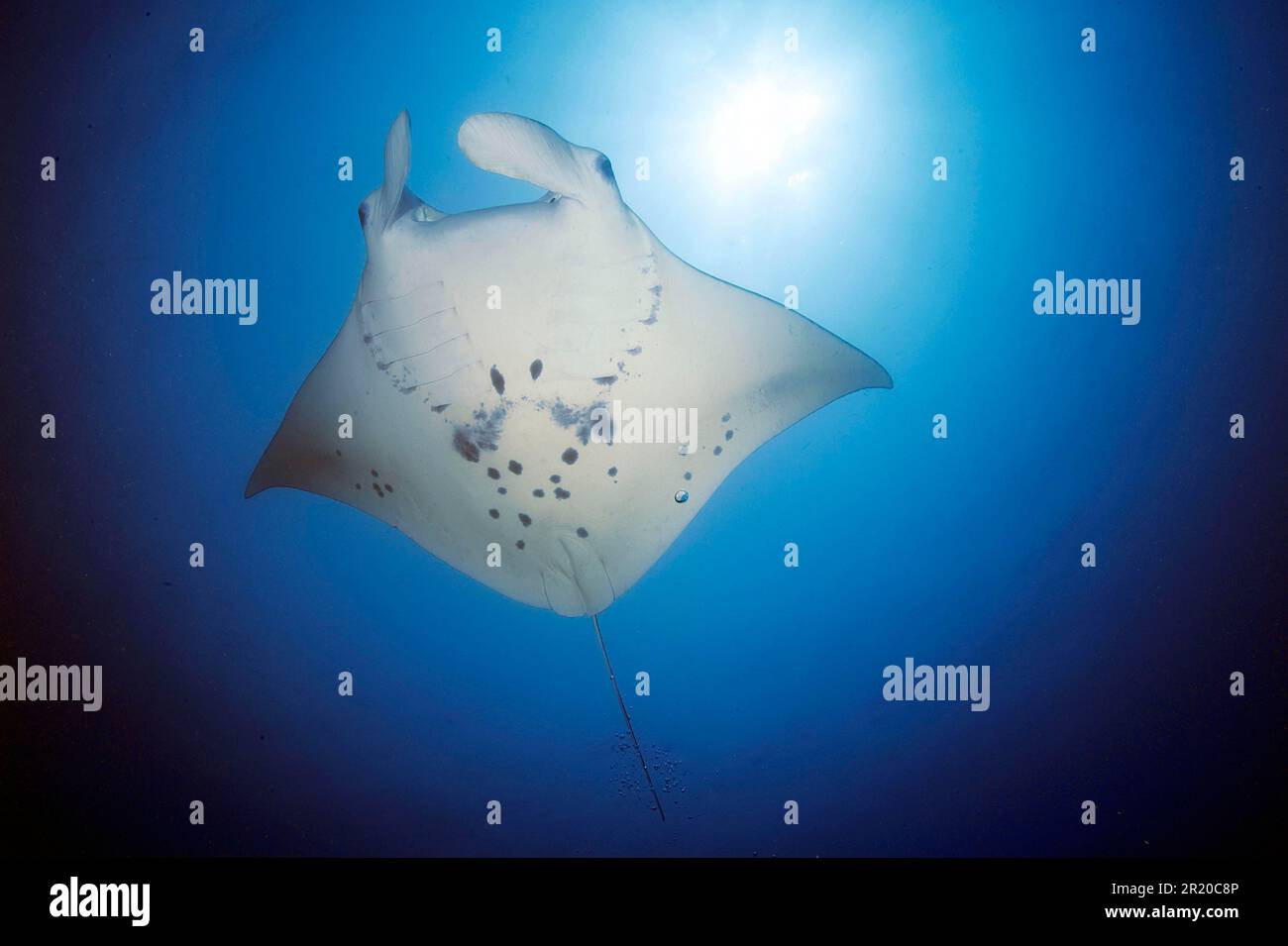 Reef manta and diver hi-res stock photography and images - Alamy