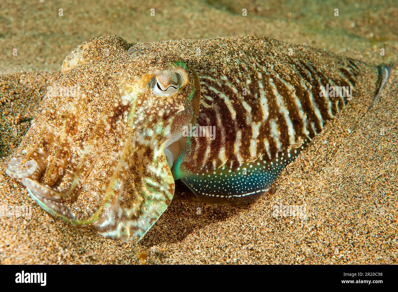 Common cuttlefish (Sepia officinalis), Canary Islands, Atlantic Ocean ...