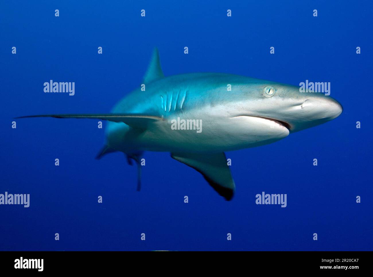 Grey reef shark (Carcharhinus amblyrhynchos), Pacific Ocean, Indian ...