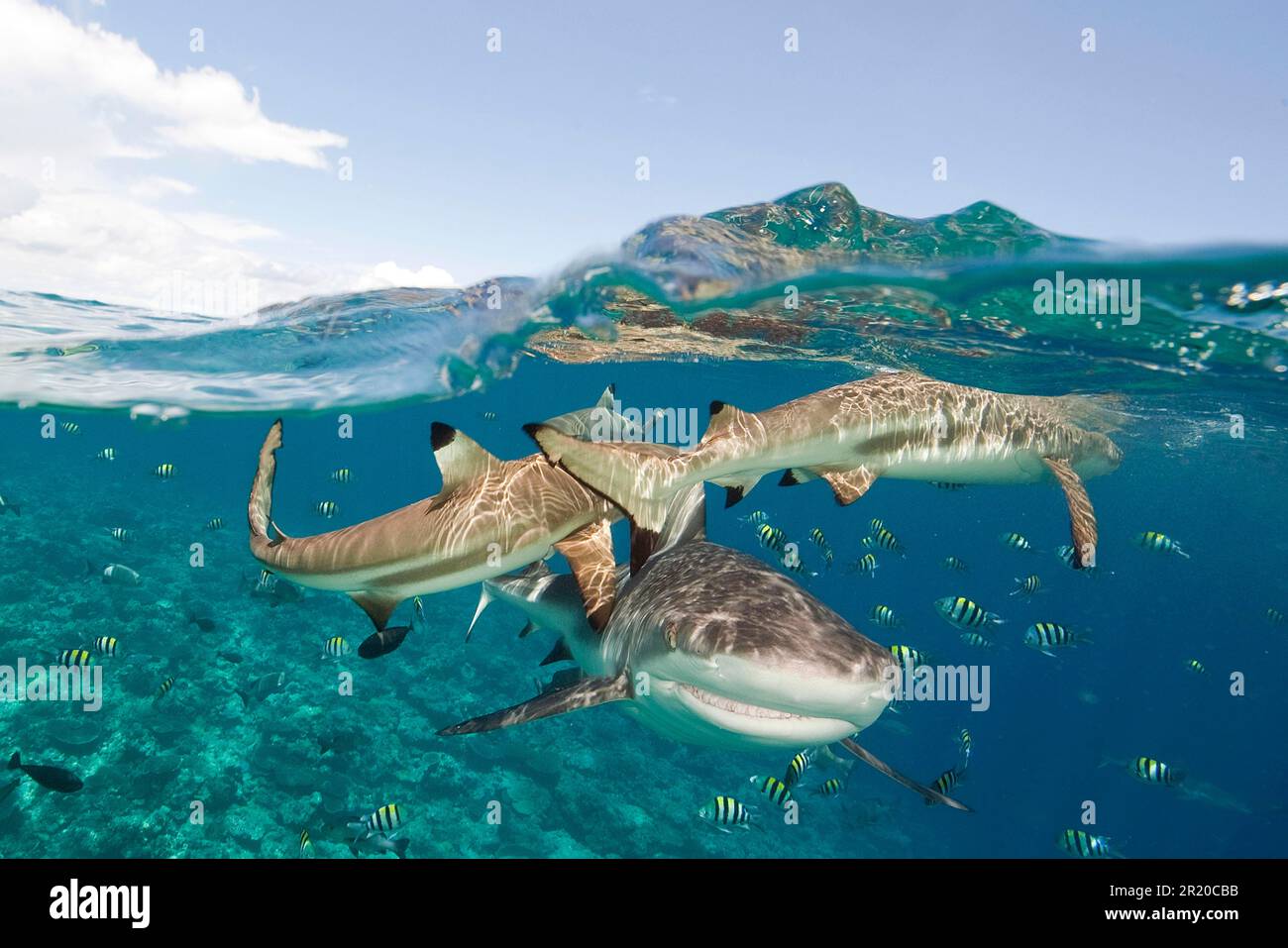 Grey reef shark (Carcharhinus amblyrhynchos), Pacific, Indian Ocean ...
