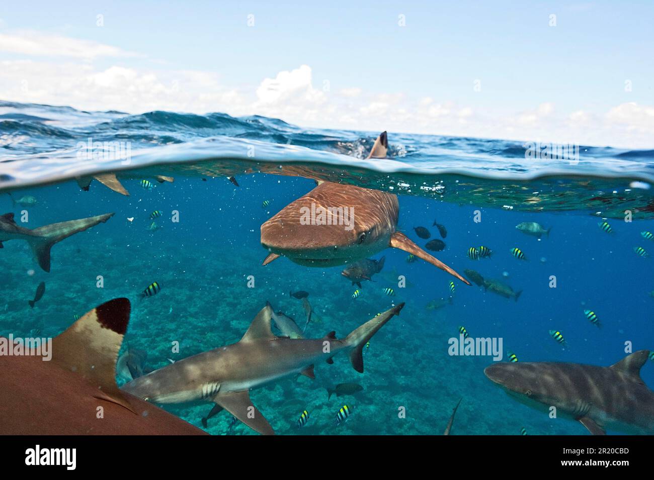 Grey reef shark (Carcharhinus amblyrhynchos), Pacific, Indian Ocean ...