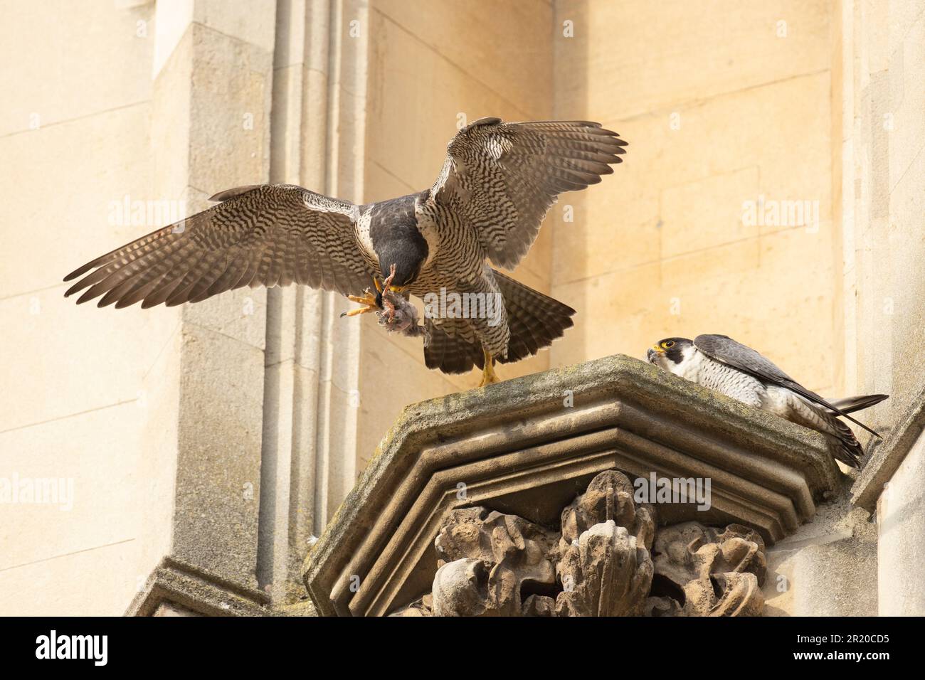 Peregrine pulls up with food in its claws. Cambridge, UK. THRILLING ...