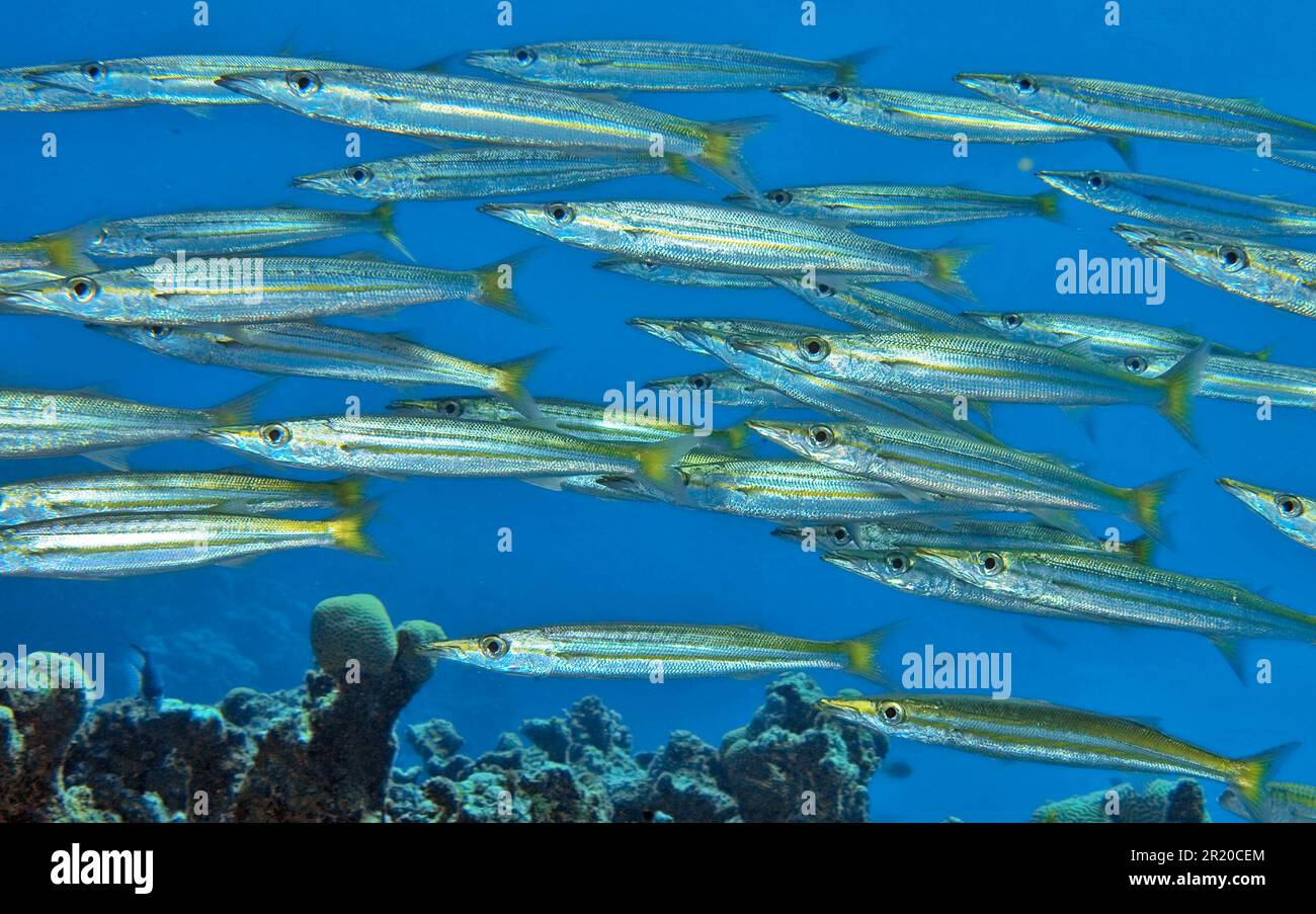 Obtuse barracuda (Sphyraena obtusata), Red Sea, Egypt, Jordania, Sudan ...