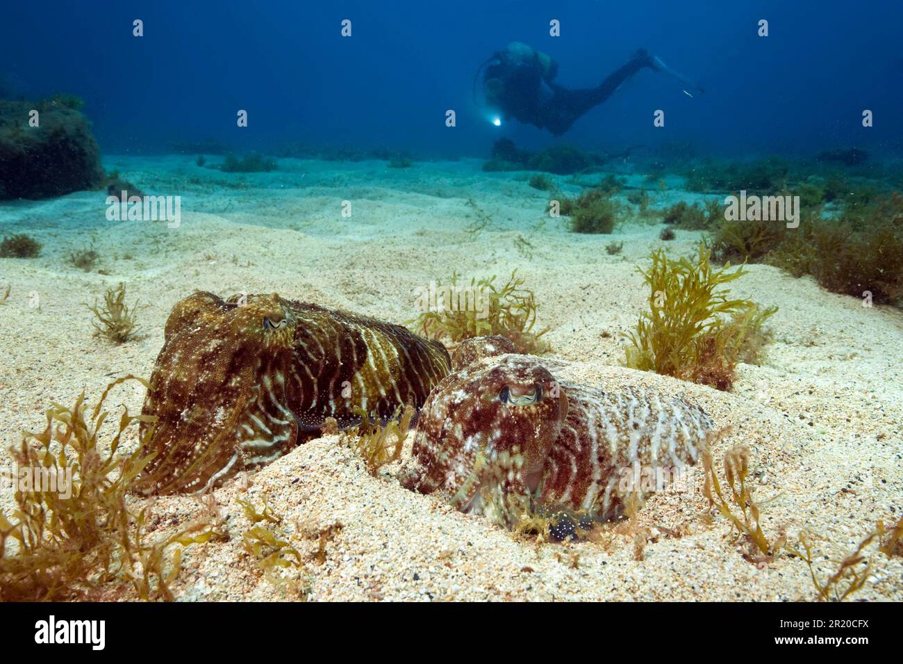 Diver and common cuttlefish (Sepia officinalis), Canary Islands ...