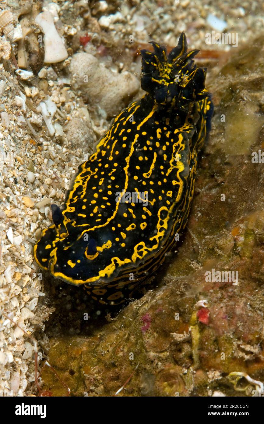 Magnificent star snail, Canary Islands (Hypselodoris picta), Spain ...