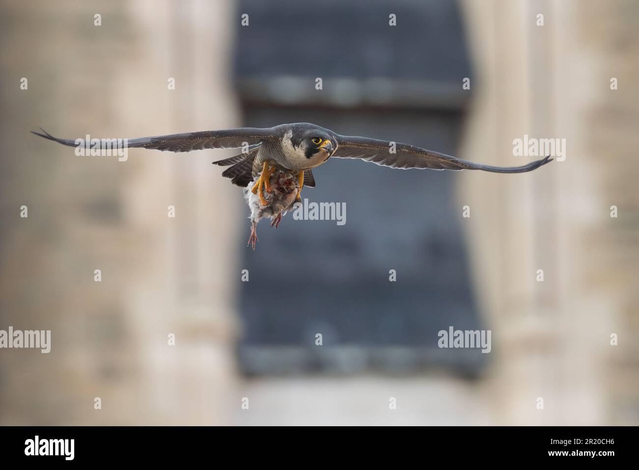 Peregrine pulls up with food in its claws. Cambridge, UK. THRILLING ...