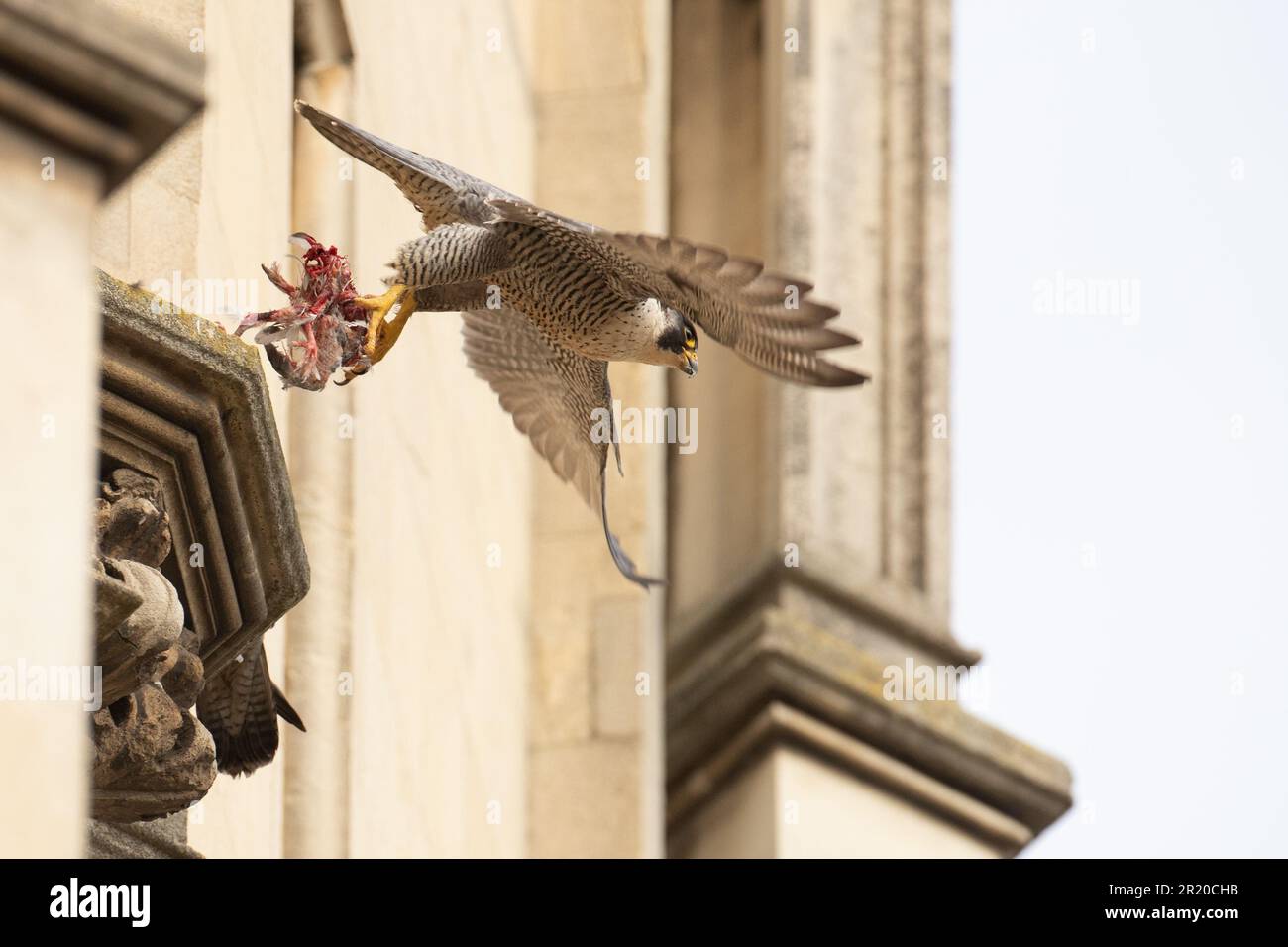 Peregrine pulls up with food in its claws. Cambridge, UK. THRILLING ...
