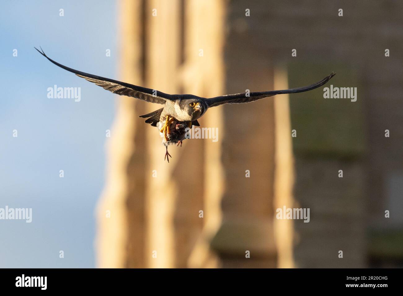 Peregrine pulls up with food in its claws. Cambridge, UK. THRILLING ...