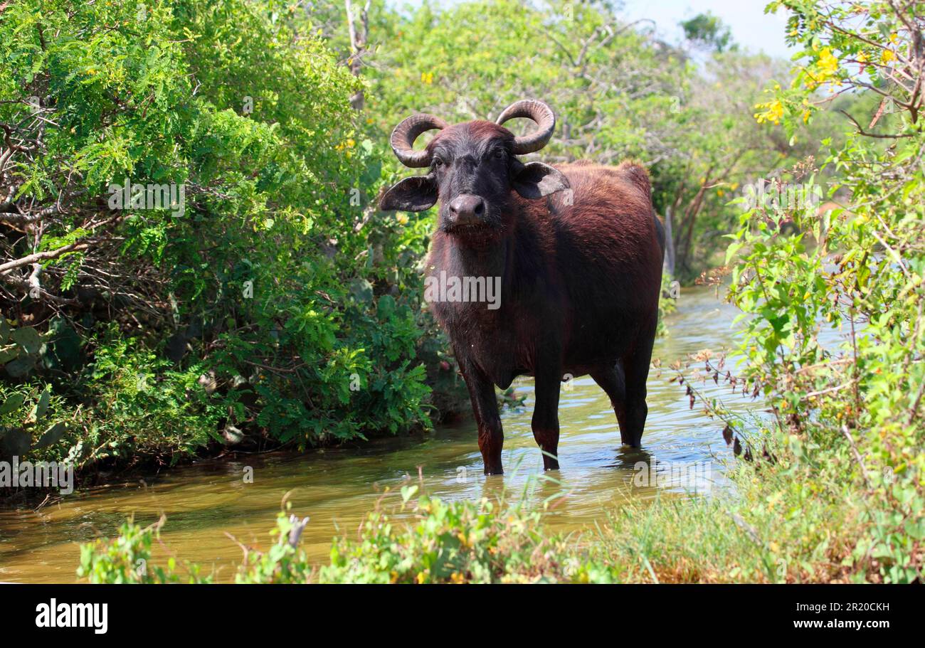 Asian water buffalo (Bubalus arnee), Yala National Park, Sri Lanka ...