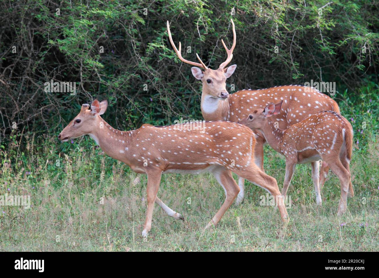 A sri lankan family hi-res stock photography and images - Alamy