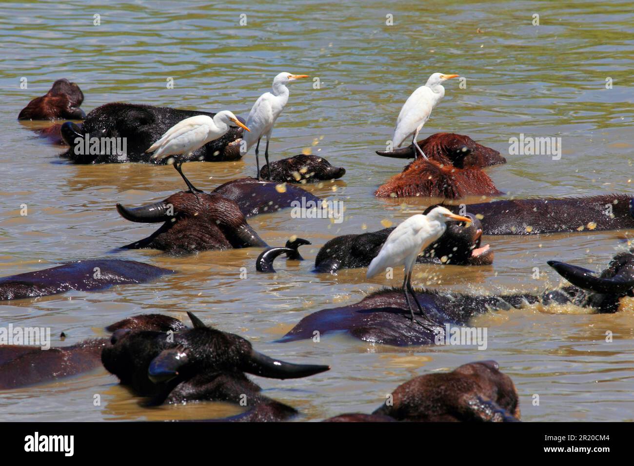 Buffalo and cattle egret hi-res stock photography and images - Alamy