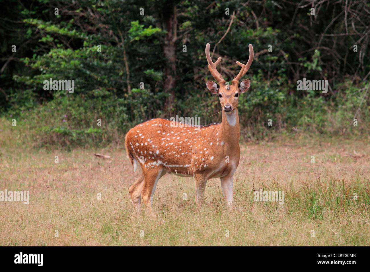 Chital deer face hi-res stock photography and images - Alamy