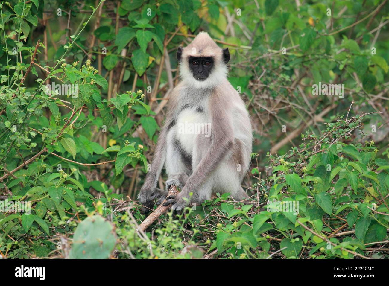Animal monkey sri lanka hi-res stock photography and images - Alamy