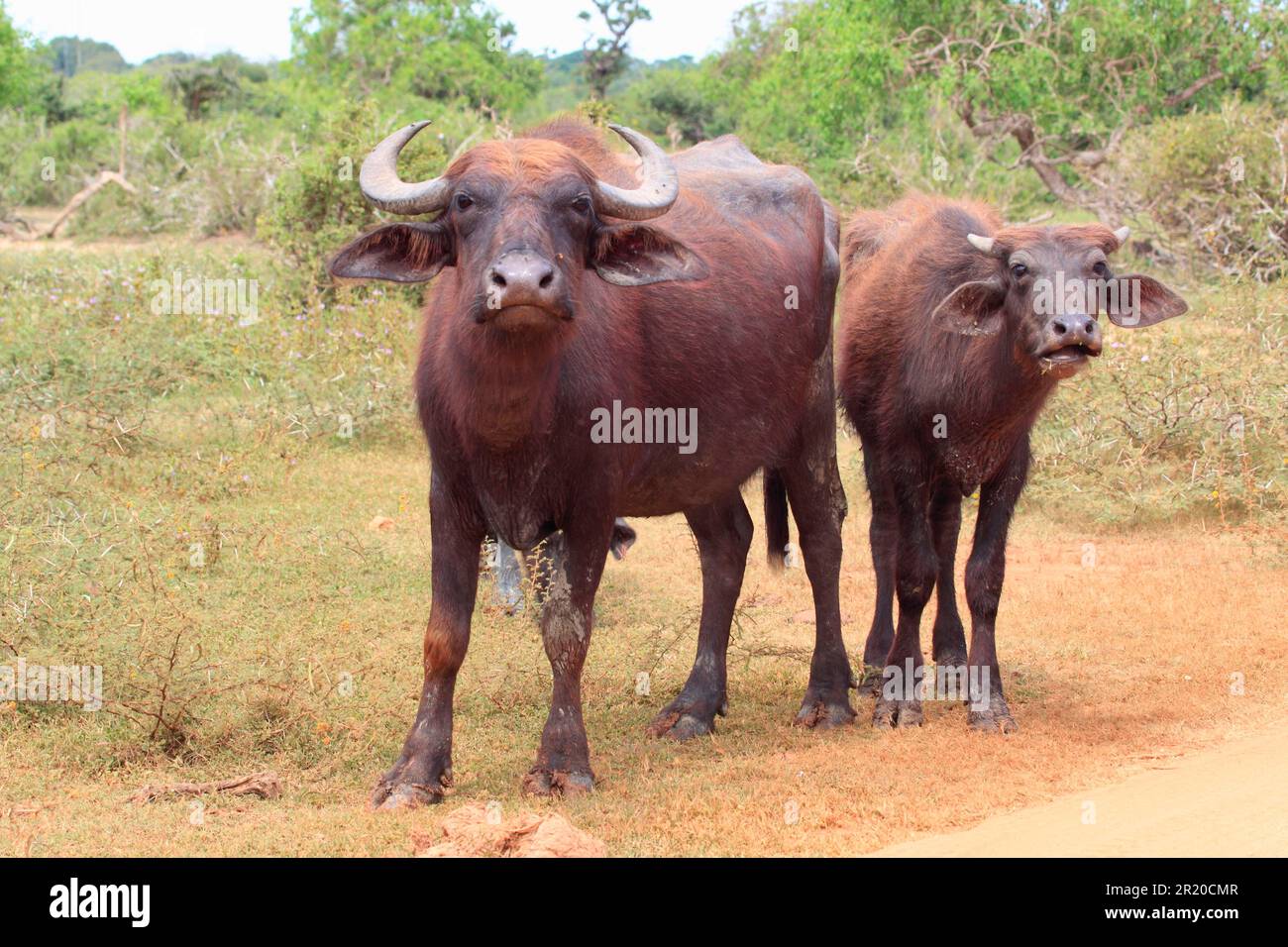 Asian water buffalo (Bubalus arnee), cow with calf, Yala National Park ...