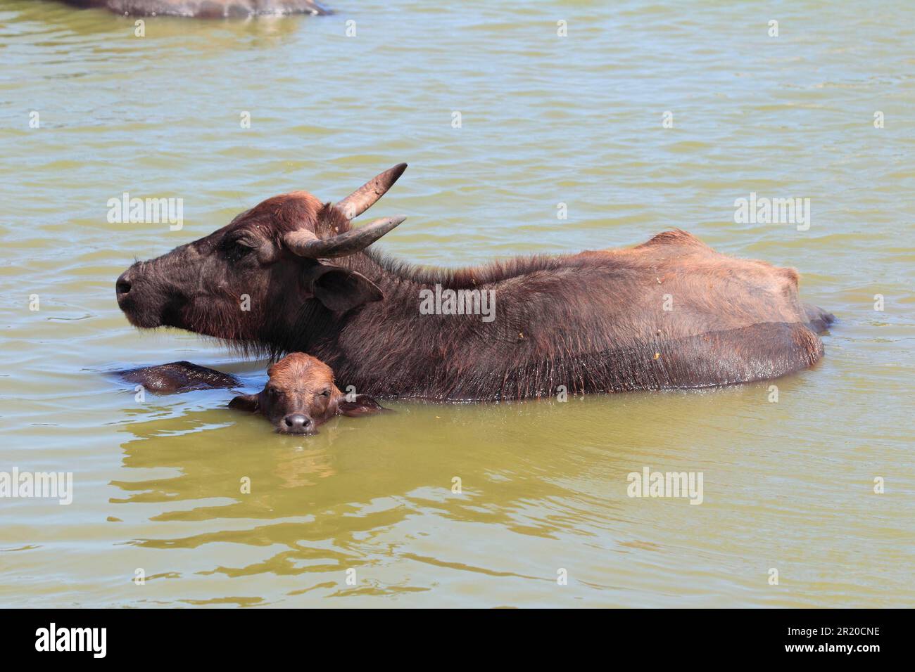 Asian water buffalo (Bubalus arnee), cow with calf, Udawalawe National ...