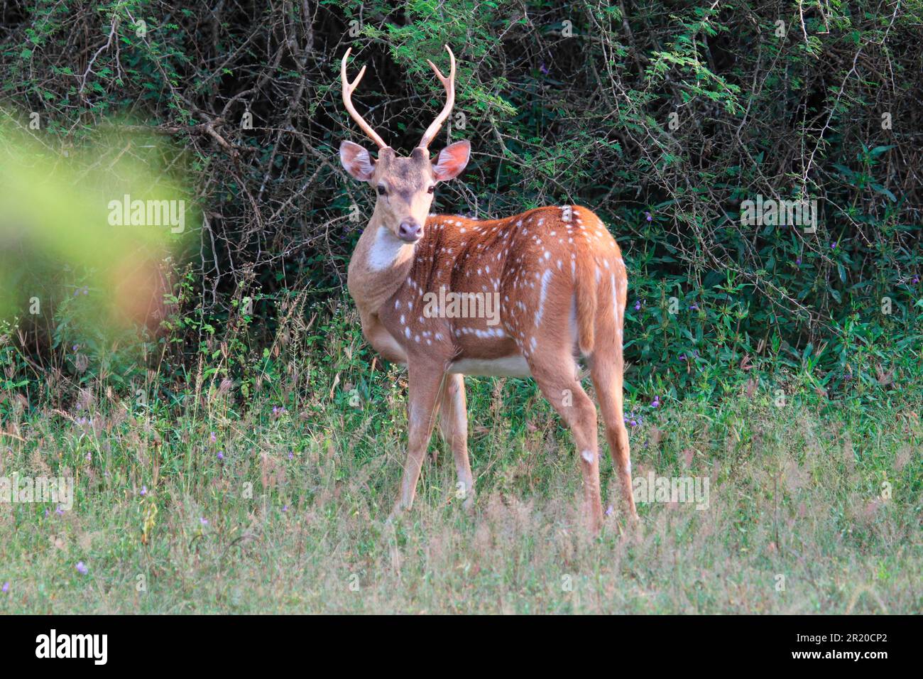 Male chital hi-res stock photography and images - Alamy