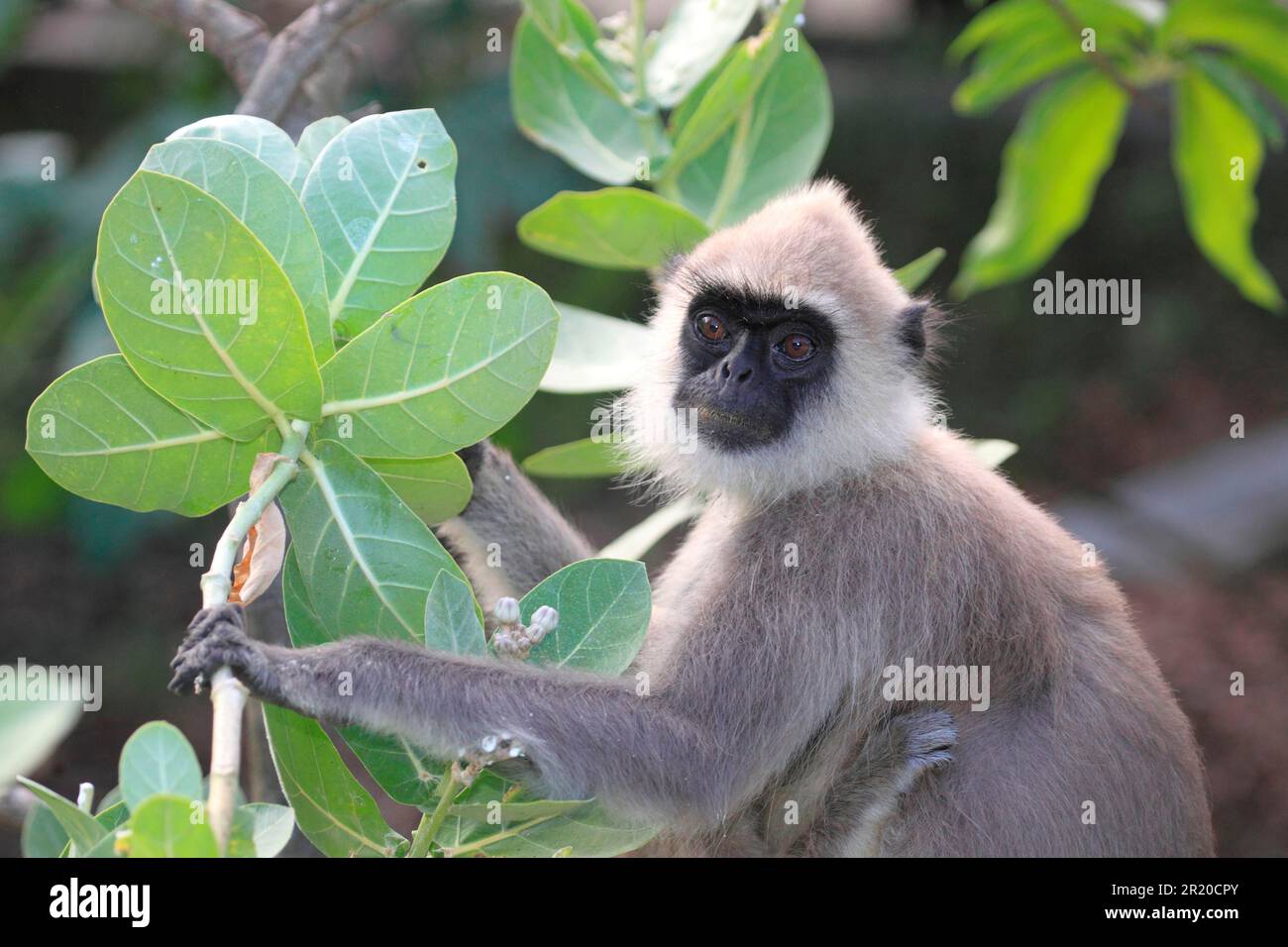 Entellus langur of Ceylon, Yala National Park (Presbytis entellus priam ...