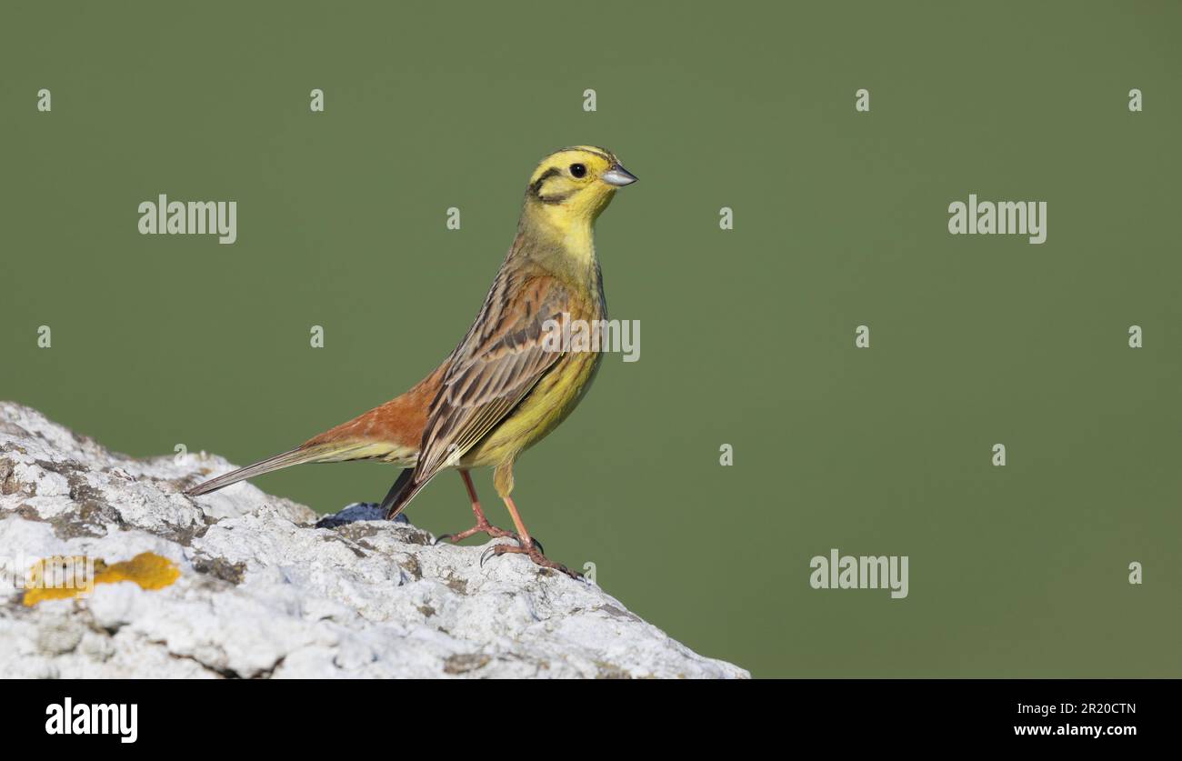 Yellowhammer male, sitting on stone, side on Stock Photo - Alamy