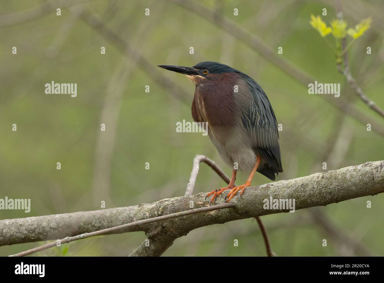 Green Heron (Butorides virescens) Magee Marsh Ohio USA Stock Photo - Alamy