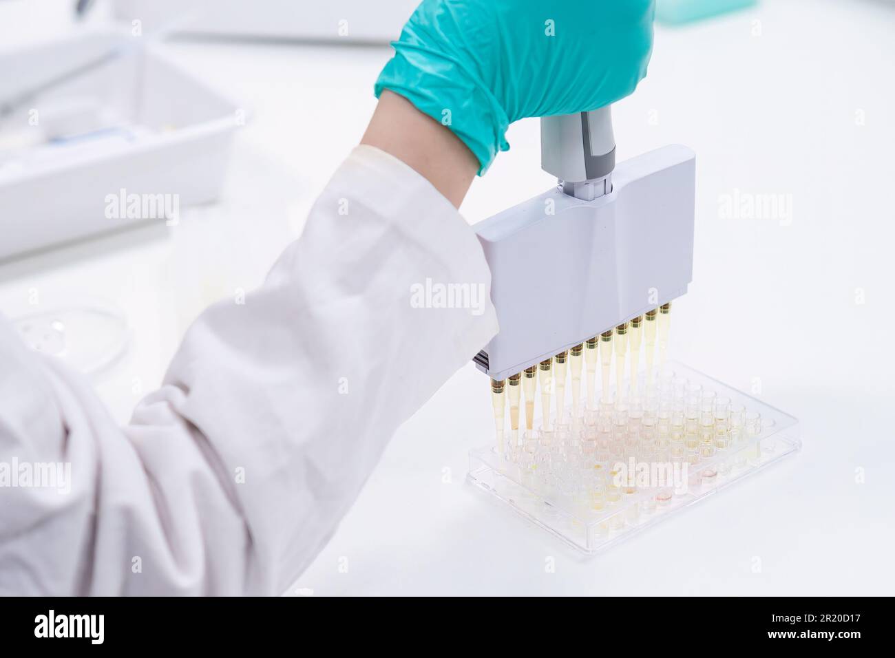 Utilizing a multichannel pipette dispenser, lab worker fills ...