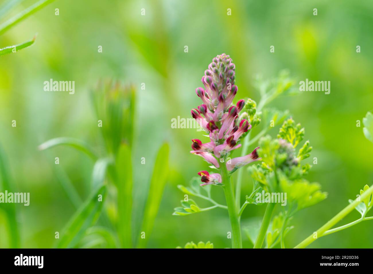 Italy, Lombardy, Common Fumitory Flower, Fumaria Officinalis Stock ...
