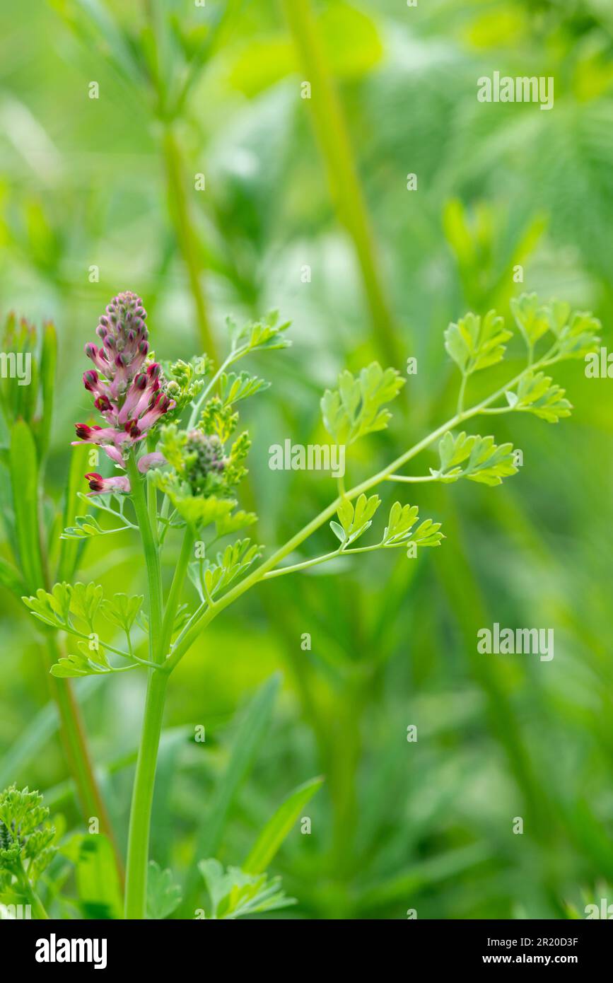 Italy, Lombardy, Common Fumitory Flower, Fumaria Officinalis Stock ...