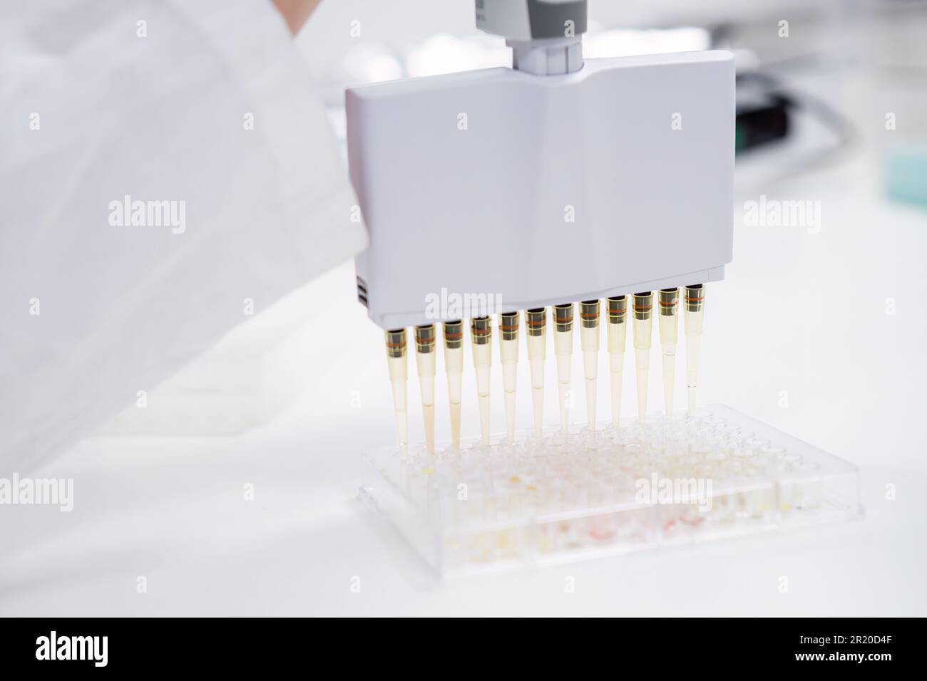 Laboratory worker uses a multichannel pipette dispenser to fill ...