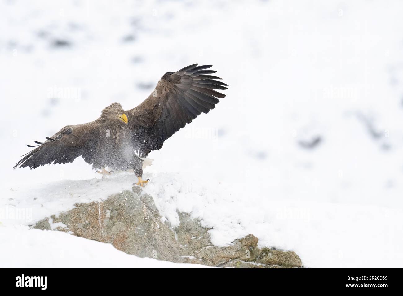 White tailed eagle getting pushed onto the rocks. Rogaland, Norway. JAW ...