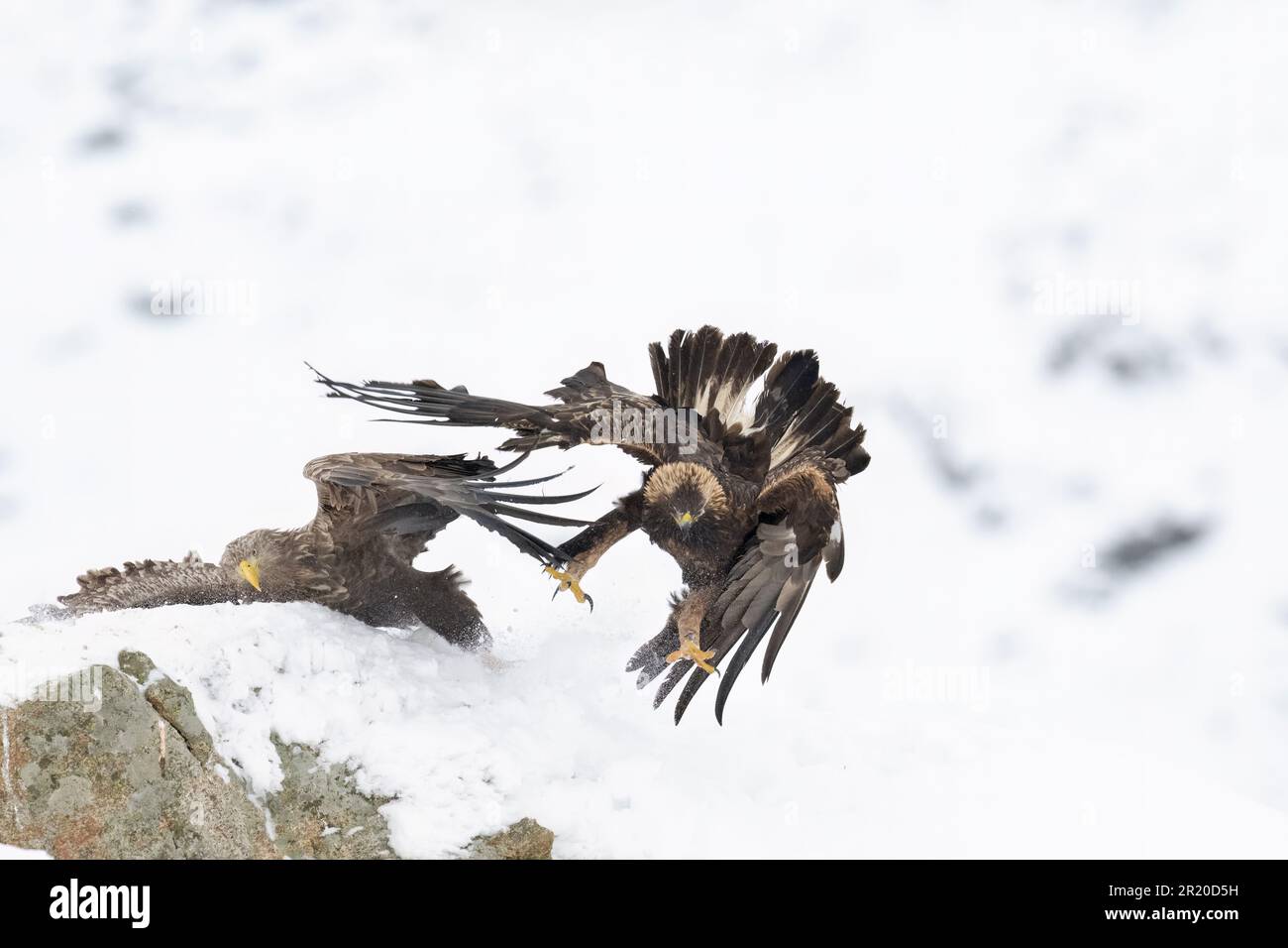 White tailed eagle getting pushed onto the rocks. Rogaland, Norway. JAW ...