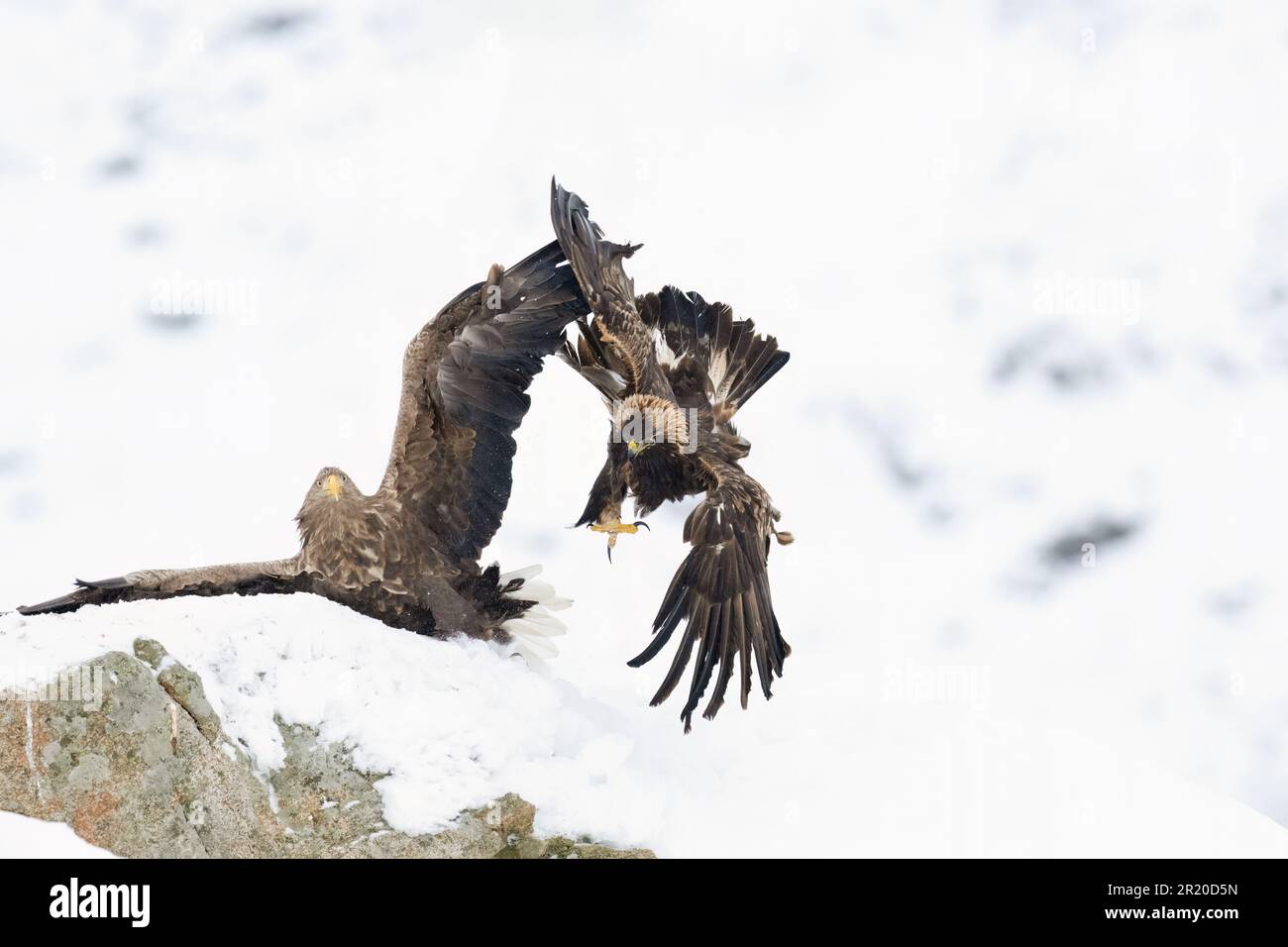 White tailed eagle getting pushed onto the rocks. Rogaland, Norway. JAW ...