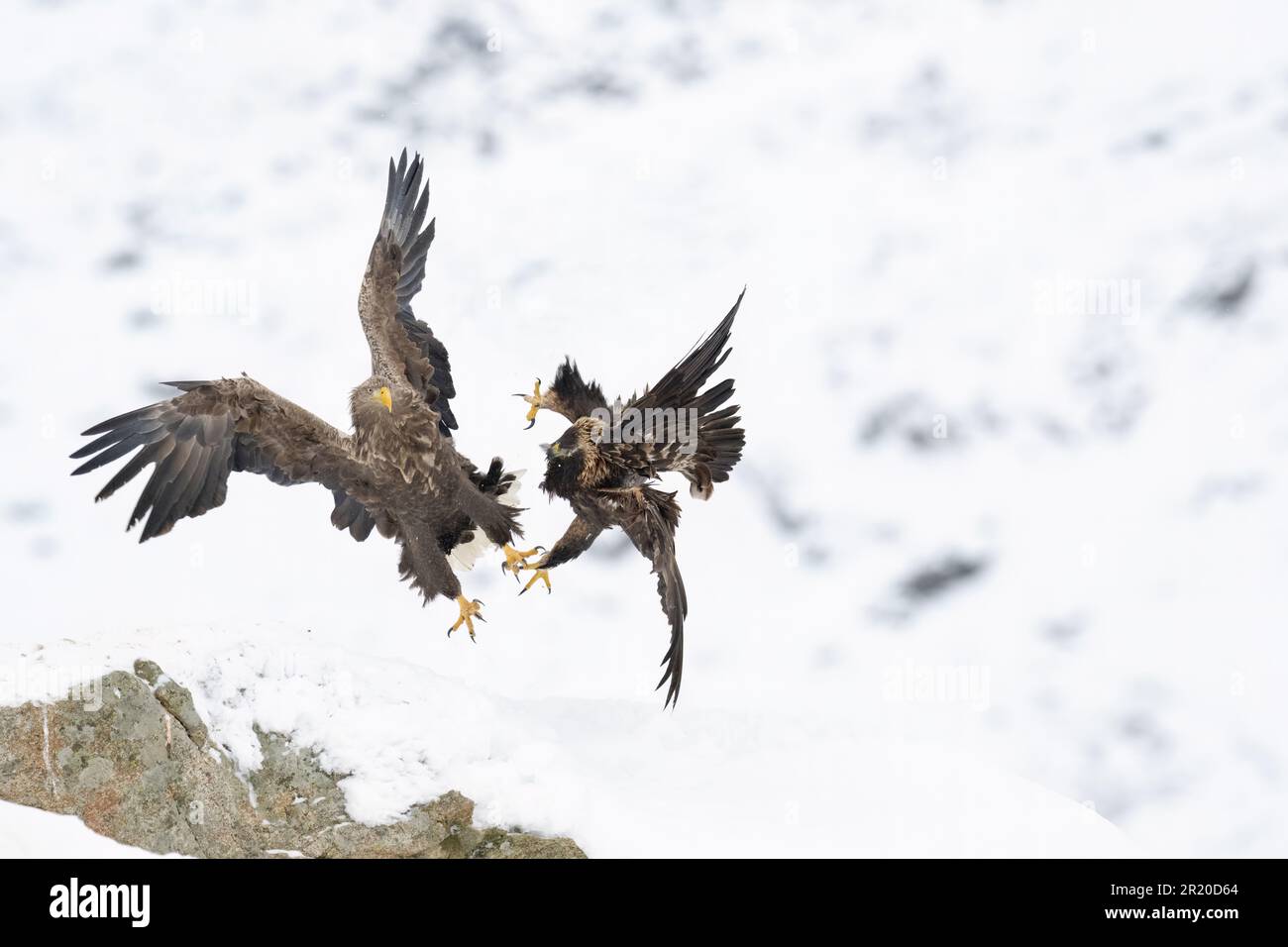 Golden Eagle Attacks Wolf