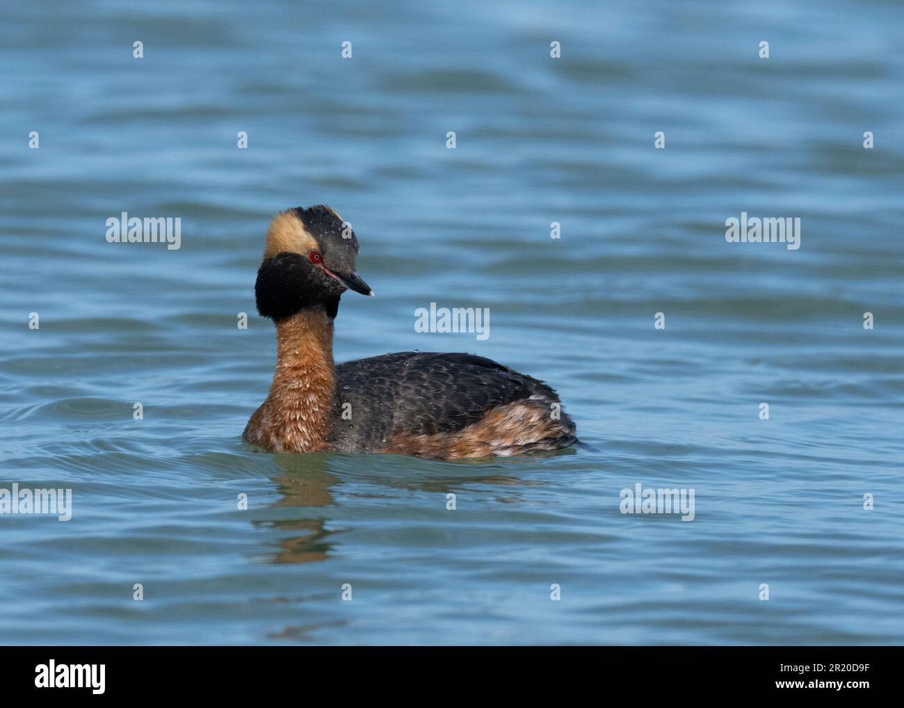 Horned Grebe (Podiceps auritus) in breeding plumage at Point Pelee ...
