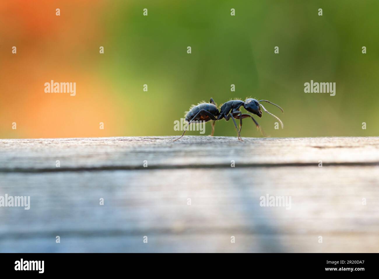 Carpenter Ant, Camponotus Vagus Stock Photo - Alamy