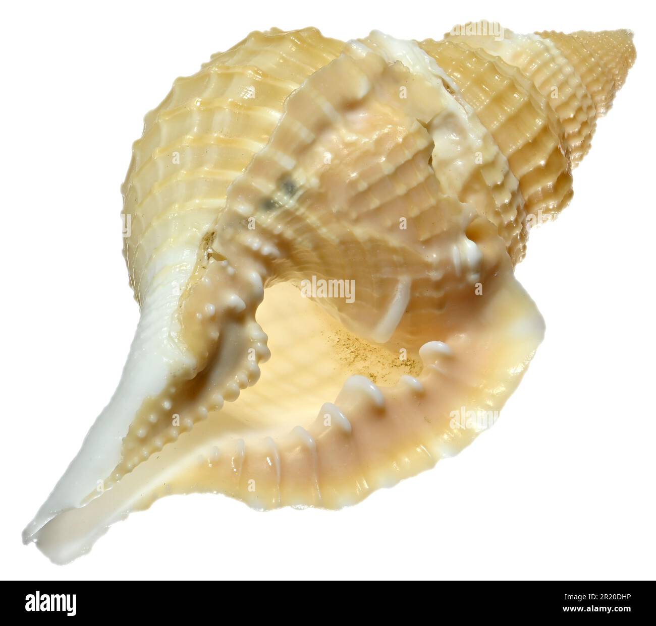 Reticulated Distorsio shell (Distorsio reticulata / Distorsio ...