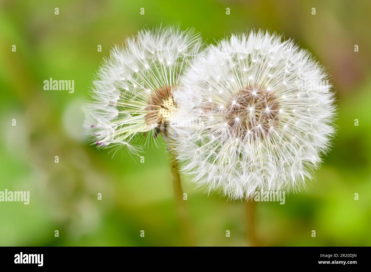 Common Dandelion (Taraxacum officinale) 'clock' - seedhead Stock Photo ...