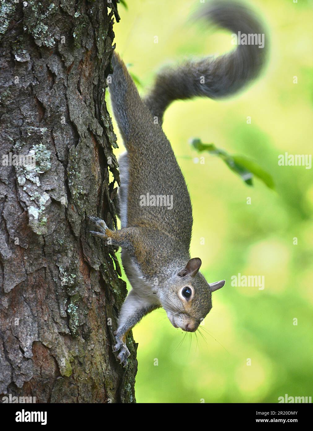 An eastern gray squirrel, also known as a grey squirrel (Sciurus ...