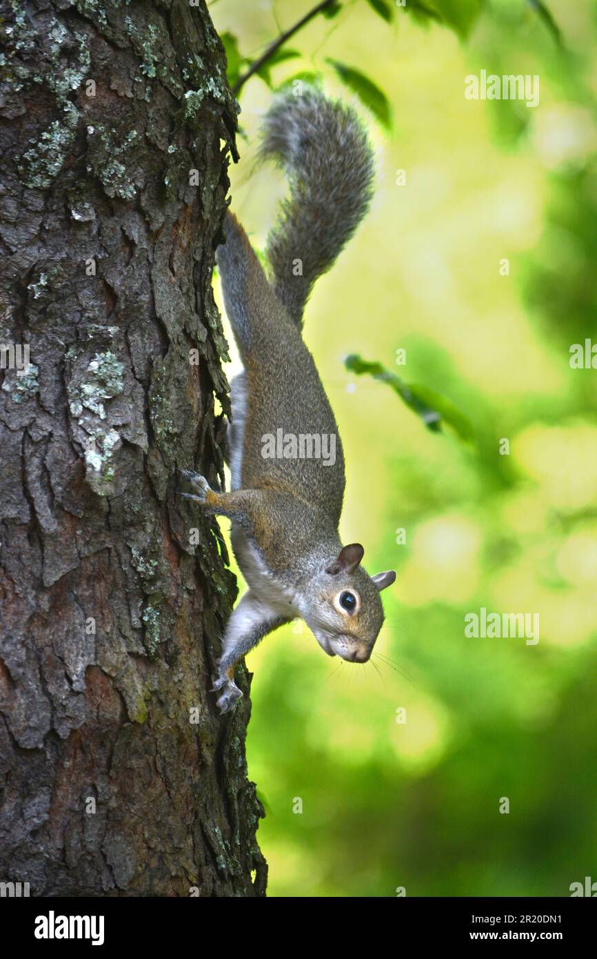 An eastern gray squirrel, also known as a grey squirrel (Sciurus ...