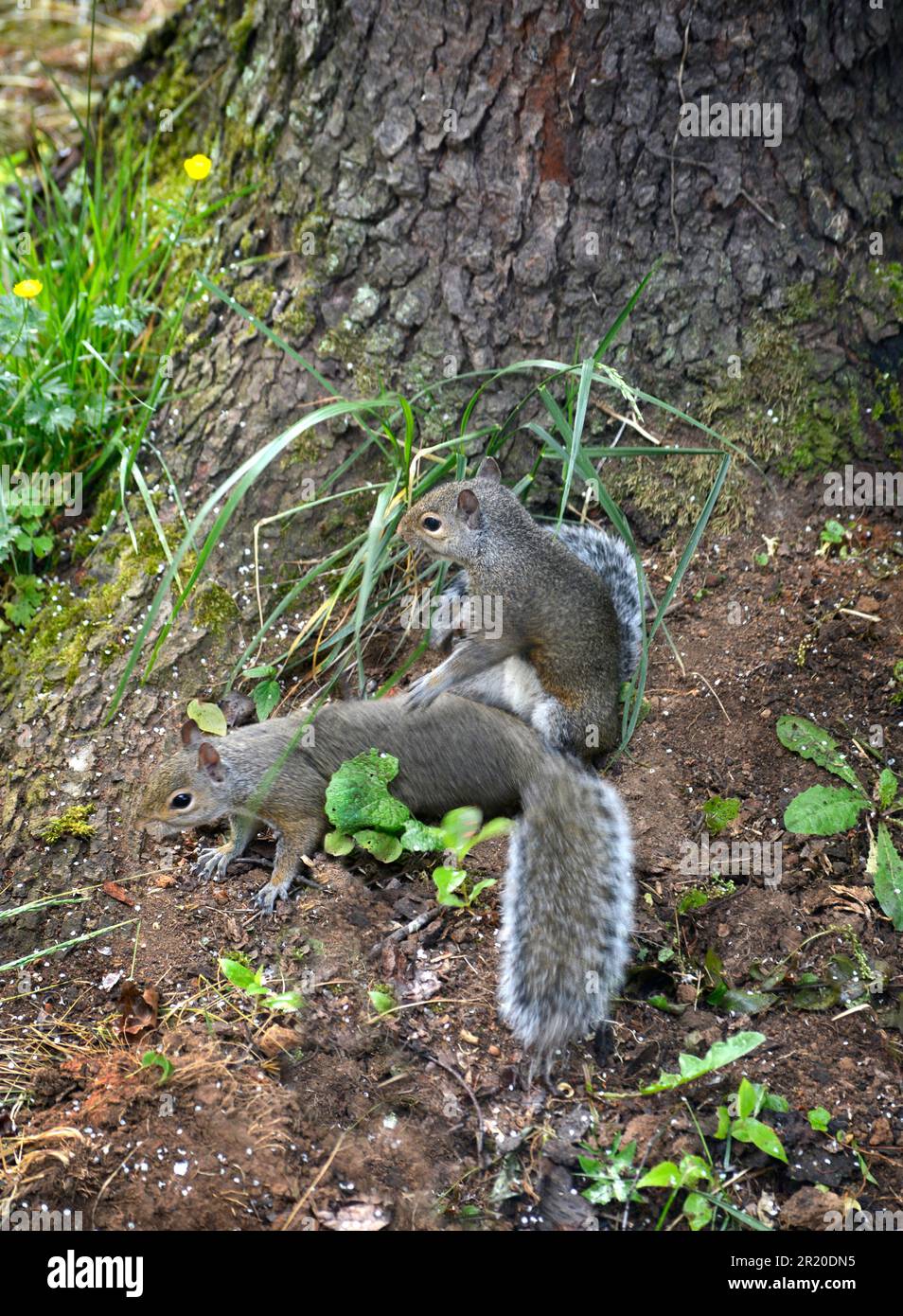 A pair of eastern gray squirrels, also known as a grey squirrels ...