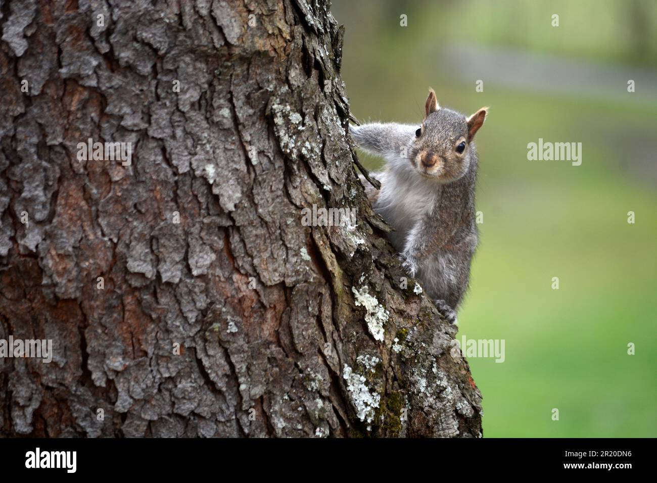 An eastern gray squirrel, also known as a grey squirrel (Sciurus ...